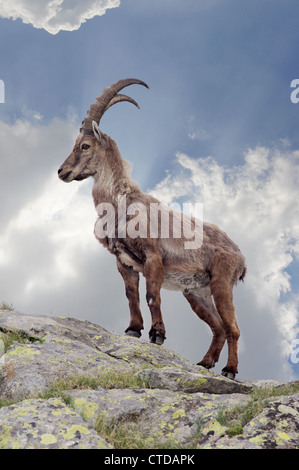 Steinbock stone ram Stock Photo - Alamy
