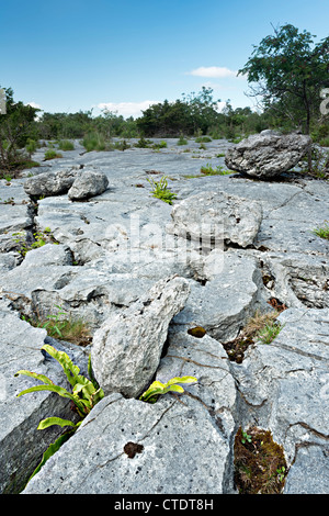 Limestone pavement at Gait Barrows National Nature Reserve in the ...