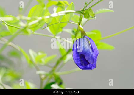 Butterfly pea flower with leaves on white background. Top view Stock ...
