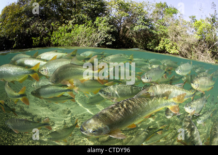 Piraputanga fish (Brycon hilarii) split level in the main spring at Rio ...