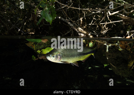 Piraputanga fish (Brycon hilarii) split level in the main spring at Rio ...