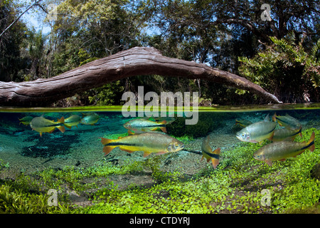 Piraputanga fish (Brycon hilarii) split level in the main spring at Rio ...