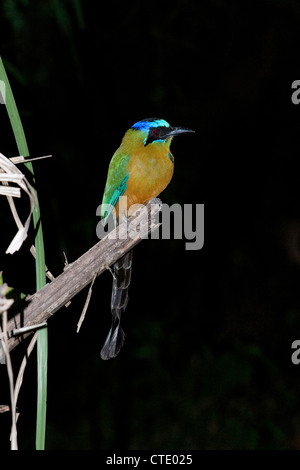 Blue-crowned Motmot in Brazil with an insect in its beak Stock Photo ...