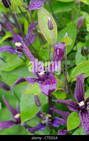 Clematis "Petit Faucon Stock Photo - Alamy