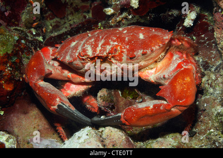 Splendid Round Crab, Etisus splendidus Stock Photo - Alamy