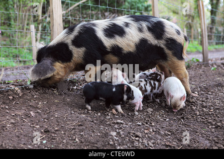 A rare breed, Kune Kune pig suckling her piglets Stock Photo - Alamy
