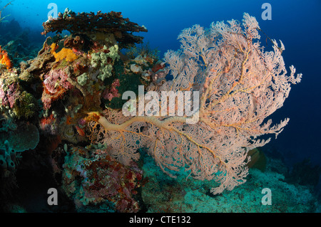 Seafan in Coral Reef, Melithaea sp., Tanimbar Islands, Moluccas ...