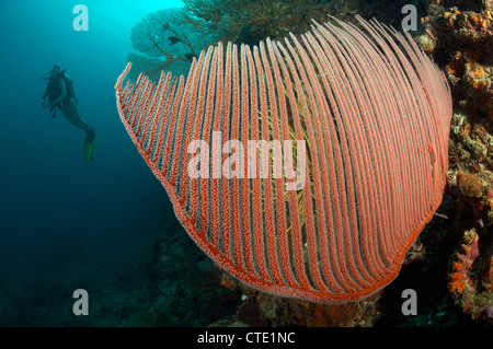 Scuba diver and Comb coral, Ctenocella pectinata, Phi Phi Islands ...