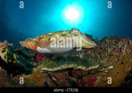 Pharao Cuttlefish Sepia pharaonis Richelieu Rock Similan Islands ...