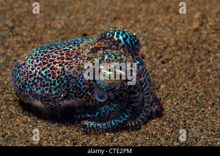 Bobtail Cuttlefish hiding in Sand, Euprymna berryi, Bali, Seraya ...