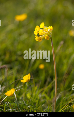 Cowslips flowering in a wildflower meadow below Broadway Tower in the ...