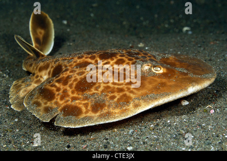 Torpedo ray electric ray Stock Photo - Alamy