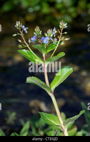 Brooklime, Veronica beccabunga, in flower; by pond Stock Photo - Alamy