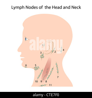 Lymphatics of head and neck, illustration. Lymph nodes are abundant in ...