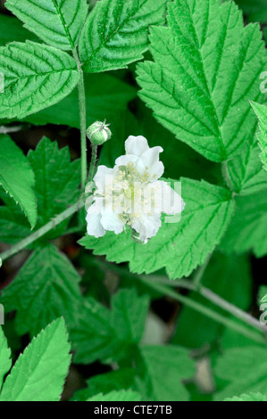 A dewberry plant (Rubus caesius) in flower with an associated moth and ...