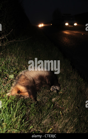 Dead badger lies by the roadside. Another badger victim of a road ...