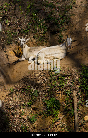 Goats on side of mountain Stock Photo - Alamy