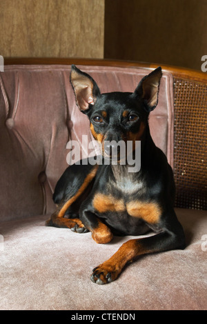Miniature pincher dog Stock Photo - Alamy