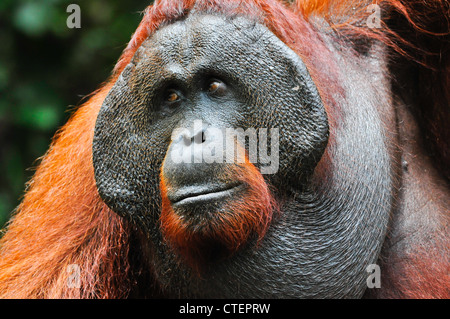 Dominant Male Orangutan Stock Photo - Alamy