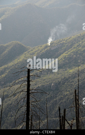 A forest fire burns on Mount Lemmon, Santa Catalina Mountains, Coronado ...