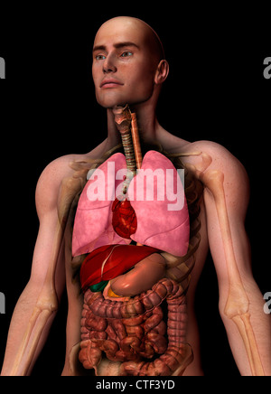 Male Internal Organs Anatomy Stock Photo - Alamy