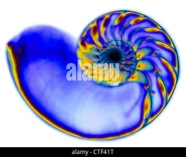 Nautilus shell x-ray Stock Photo - Alamy