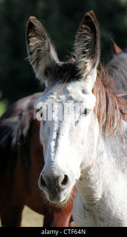 Closeup shot of a domestic donkey face in a farm Stock Photo - Alamy