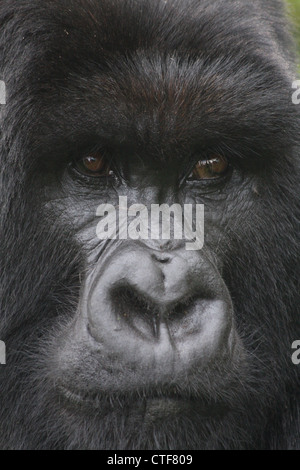 Silverback in Virunga National Park Rwanda Stock Photo - Alamy