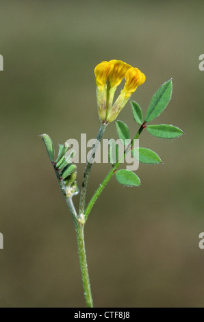 Yellow Birds Foot (Ornithopus pinnatus) Red Clover (Trifolium pratense ...