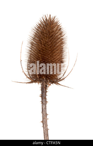 Closeup of wild teasel, dipsacus fullonum, with the sky in the ...