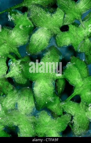 Lemna trisulca L Lemna trisulca L Stock Photo - Alamy