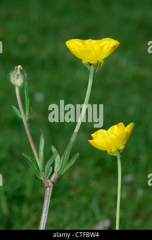 Bulbous Buttercup, Ranunculus bulbosus, in flower in meadow, showing ...