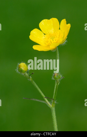 Yellow flower of Ranunculus acris on green grass background on sunny ...