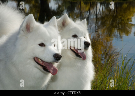 Two White samoyed dogs side by side, isolated on white Stock Photo - Alamy