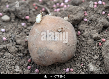 seats a potato in earth Stock Photo - Alamy