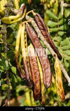 Locust beans growing on Carob tree Ceratonia siliqua Stock Photo - Alamy