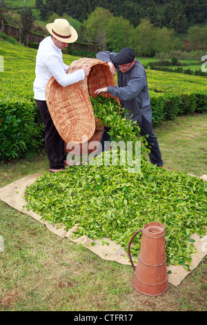 Azorean men working in the tea gardens at Porto Formoso, Sao Miguel ...