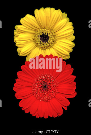 Gerbera 'Germini Davidson', Gerbera Stock Photo - Alamy