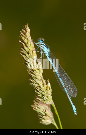 Blue Azure Damsel Fly Insect Stock Photo - Alamy