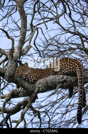 Leopard sleeping in the Branches of a Tree in South Africa Stock Photo ...