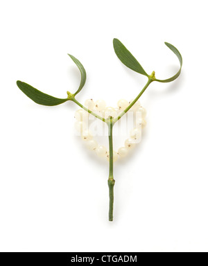 close shot of the parasitic viscum album Stock Photo - Alamy