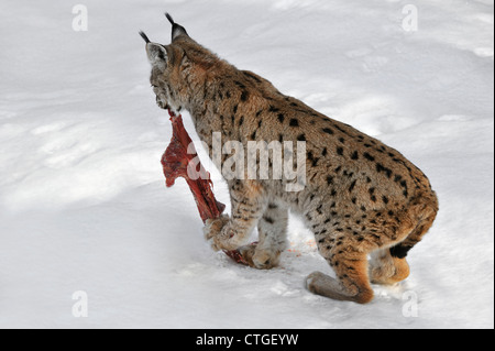Eurasian lynx (Lynx lynx) tearing up meat to eat in the snow in winter ...