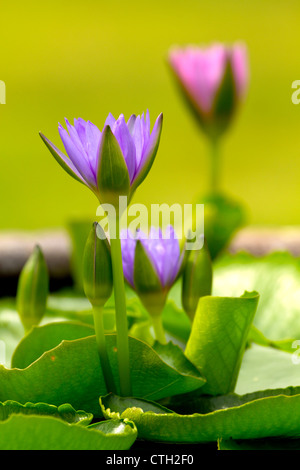 Lotus in the basin beautiful Stock Photo - Alamy