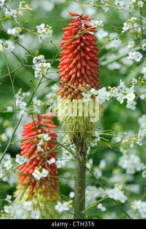 A vertical shot of a red hot poker blossoming in the garden Stock Photo ...