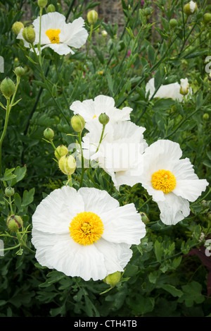 Romneya coulteri (Tree Poppy) in the gardens of Sizergh Castle, Cumbria ...