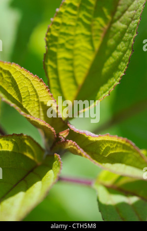 Vertical macro of green Salvia officinalis flower spikes and textured ...