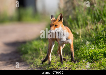Fox; Vulpes vulpes; Cornwall; UK; summer Stock Photo - Alamy