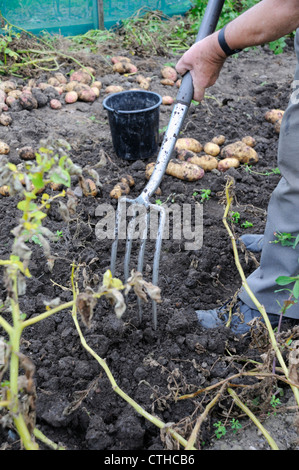 Solanum tuberosum, Potato Stock Photo - Alamy