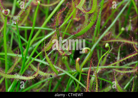 Fork-leaved sundew (Drosera binata). The leaves of this carnivorous ...