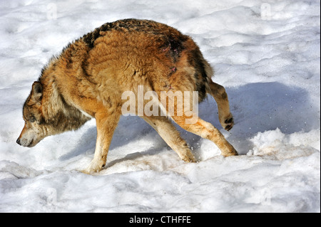 Scared subordinate wolf showing submissive posture towards dominant ...